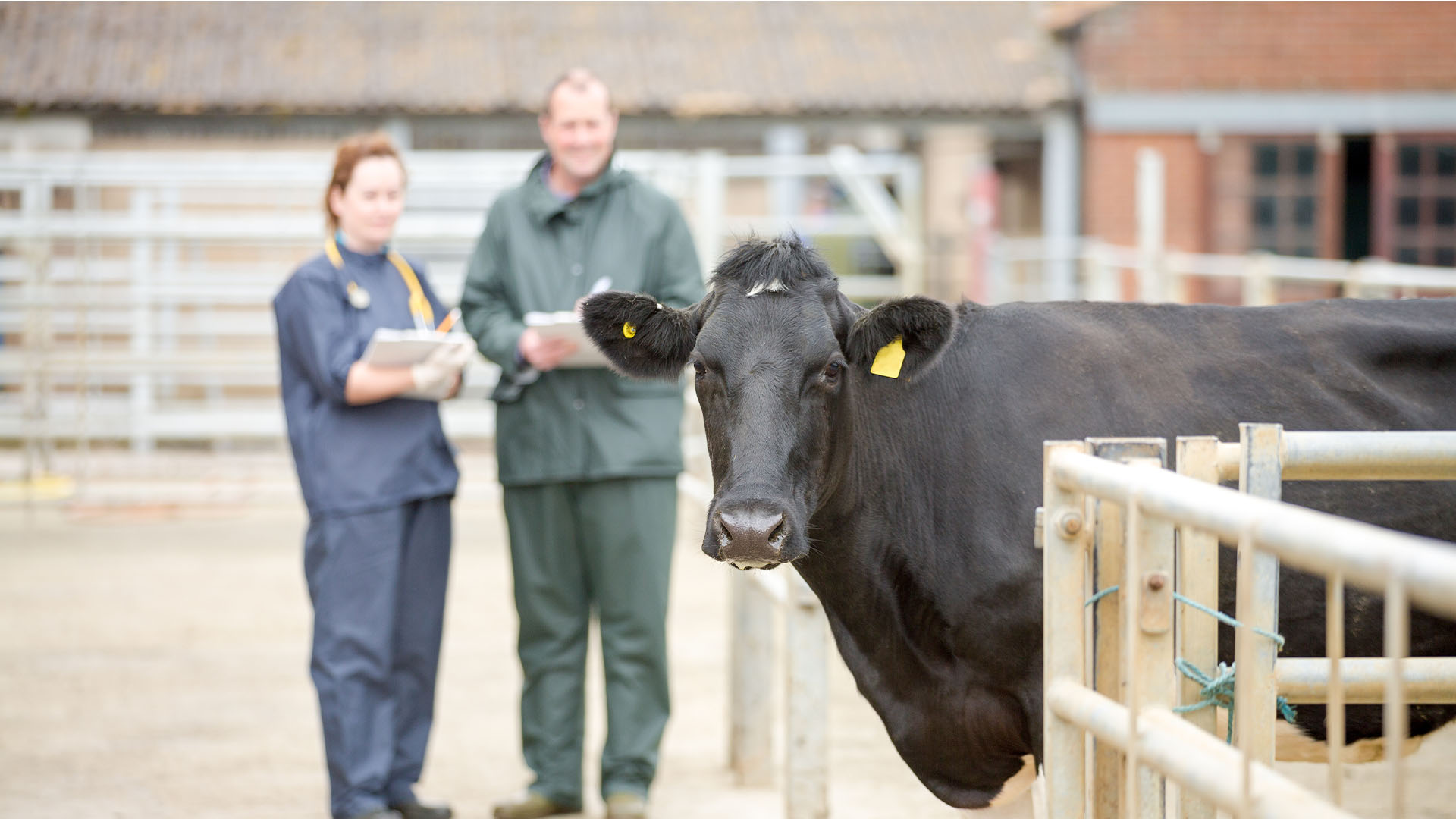 Dé communicatieapp voor veehouder en dierenarts | BoviAPP