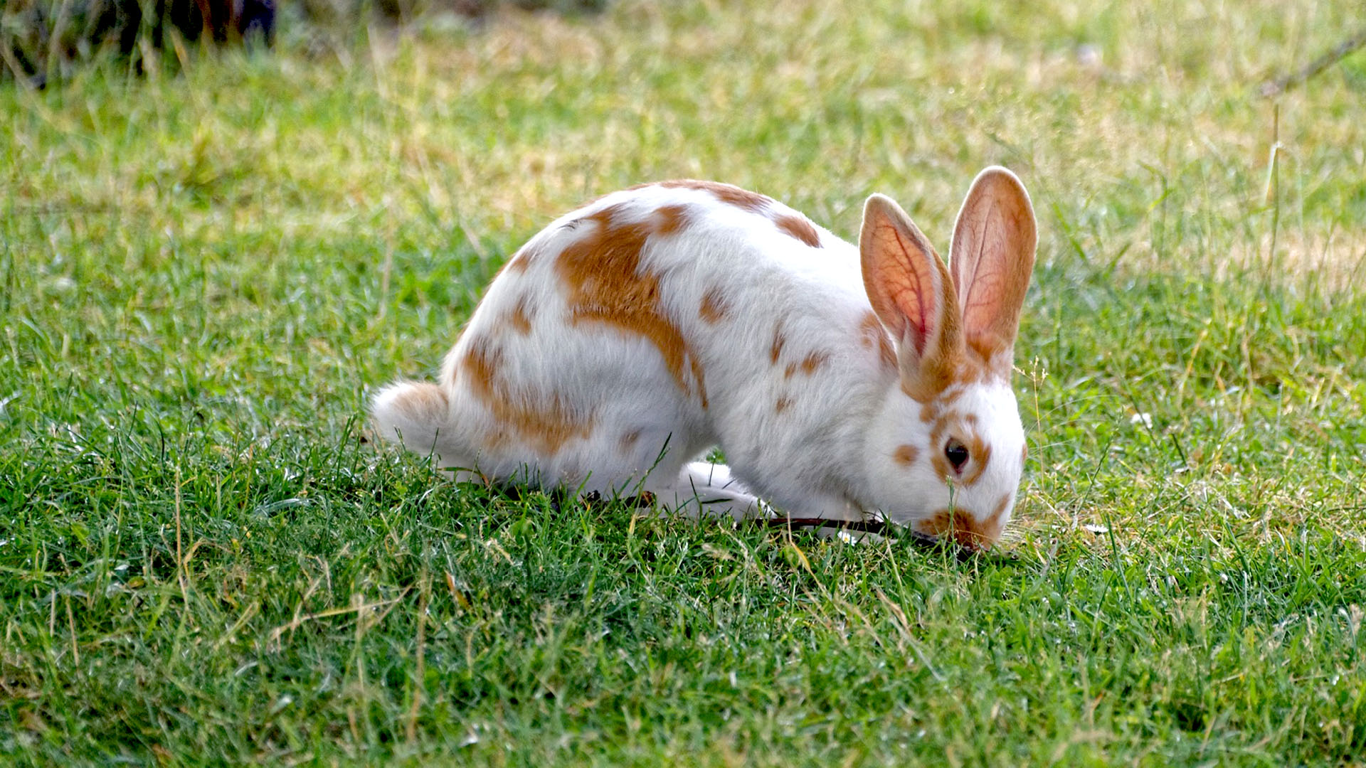 Konijnen en knaagdieren | Diergeneeskundig Centrum de Vallei