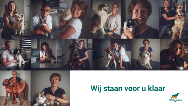 Blog | Dierenartsenpraktijk Dier & Arts
