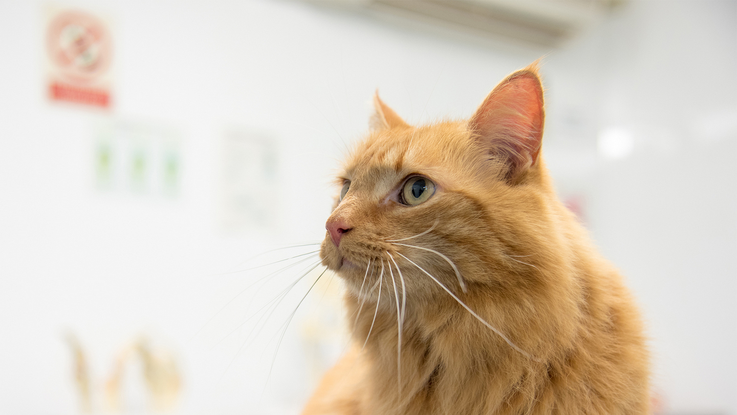 Dier en Dokter - Dierenarts Mierlo, Helmond en Eindhoven