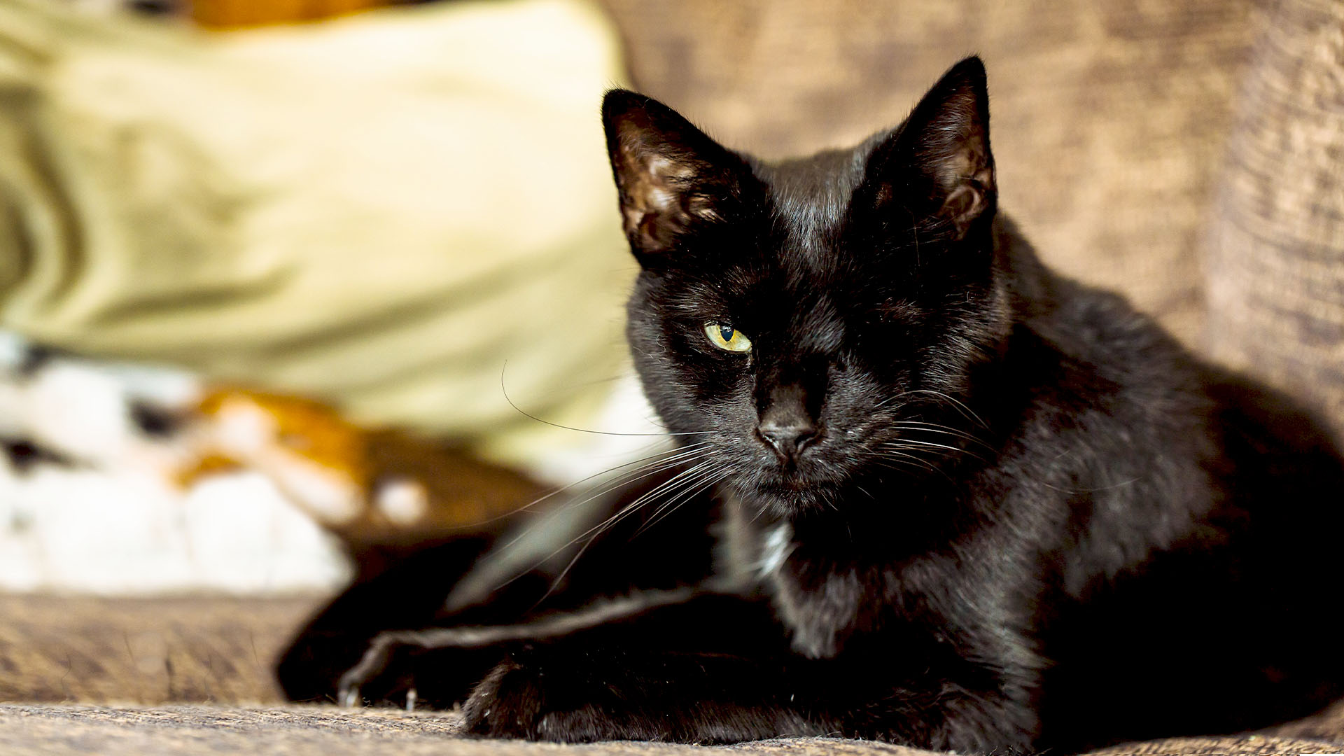 Informatie over katten | Dierenkliniek Driemere