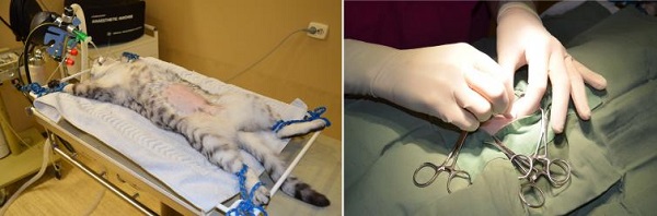 Kat | Dierenkliniek Leeuwendael