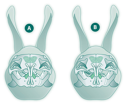 Algemeen | Dierenkliniek Nuenen