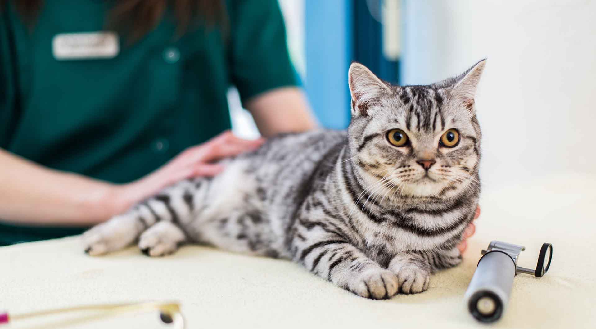 Contact | Dierenkliniek Zevenaar