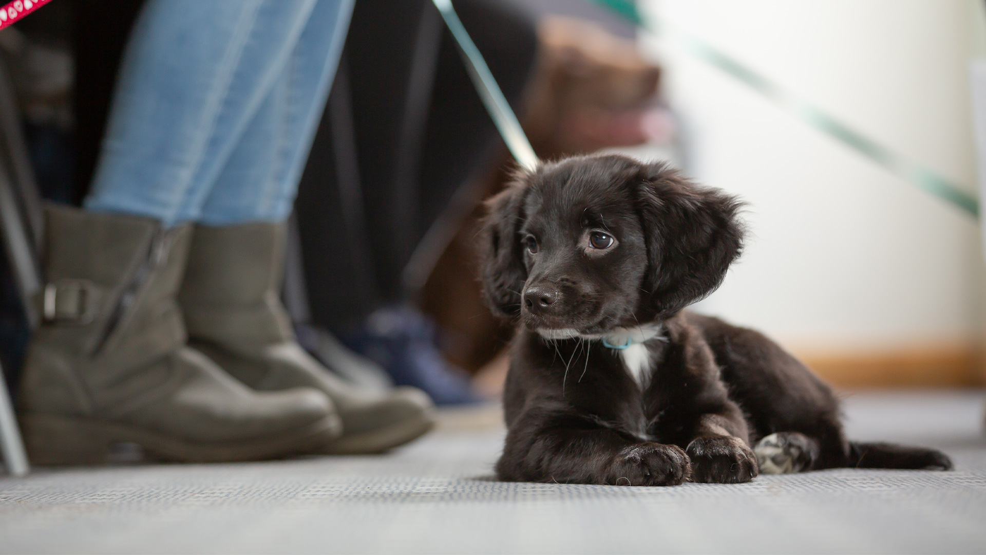 Overige informatie hond en kat | Groepspraktijk Dierenartsen Apeldoorn